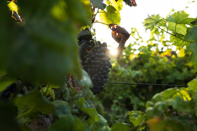 Vineyard Tour With Wine Tasting and Local Products - Highlights of the Experience