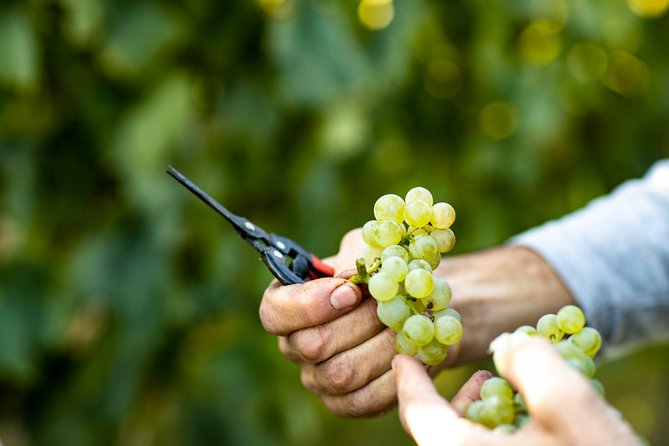 Visit and Wine Tasting at Tenuta La Cà - Wine Tasting Experience