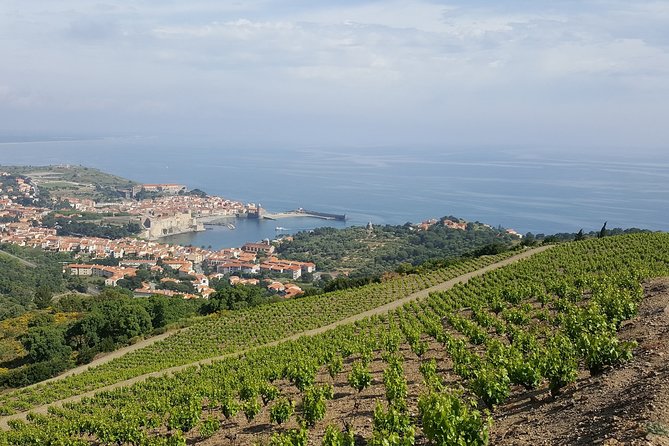 Walks in the Heart of the Secret Vineyards Around Collioure, Tastings - Savoring the Flavors of Collioures Renowned Wines