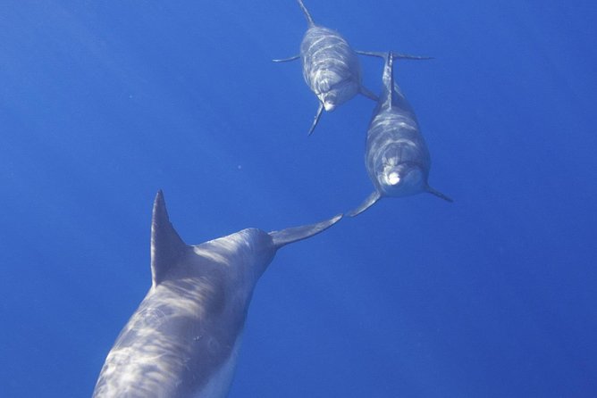 West Oahu Green Sea Turtle and Dolphin Snorkel Sail with Lunch - Who Will Love This Tour?