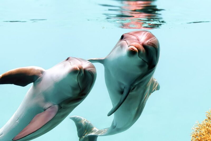 West Oahu: Turtles, Dolphins, and Snorkeling Tour with Lunch - What You Can Expect: From Setting Sail to Snorkeling Bliss