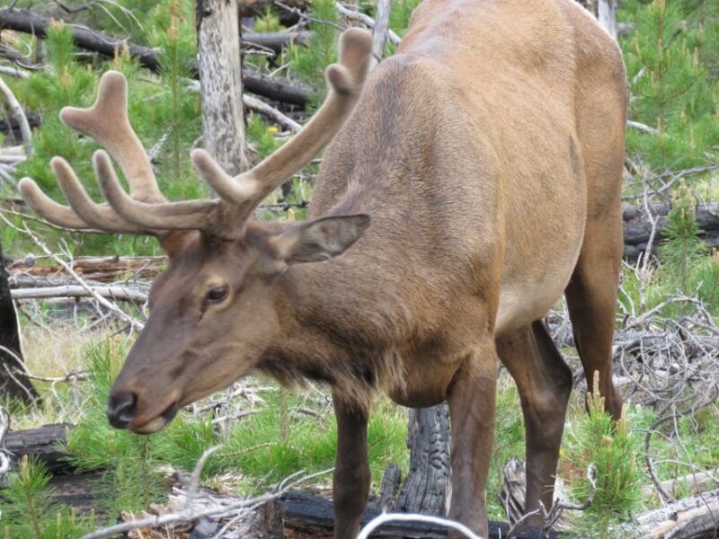 West Yellowstone: Yellowstone Day Tour Including Entry Fee - Transport, Group Size, and Timing
