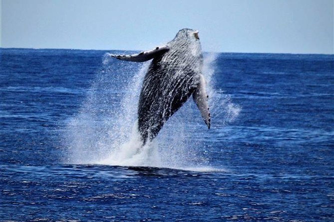 Whale Watch Excursion From the Big Island - Accessibility Features