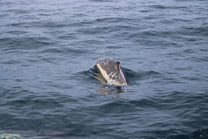 Whale Watching and Jeep Tour - Jeep Tour Adventure