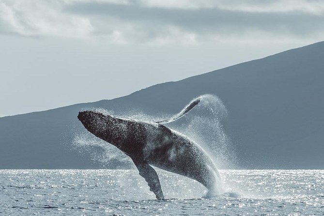 Whale Watching Cruise with Open Bar from Ka'anapali Beach - Authentic Feedback and What It Means for You