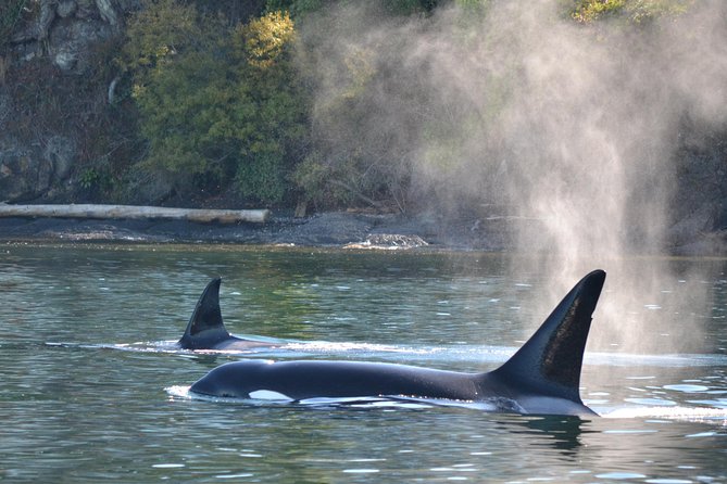 Whale Watching from Friday Harbor - Authentic Encounters and Real Reviews