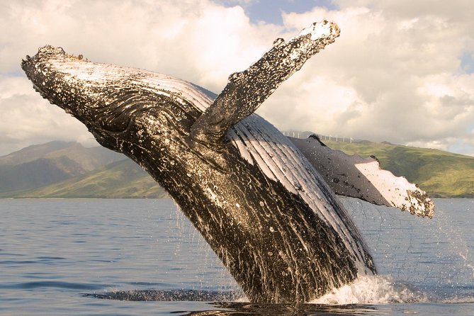 Whale Watching from Ma'alaea Harbor - What Travelers Say