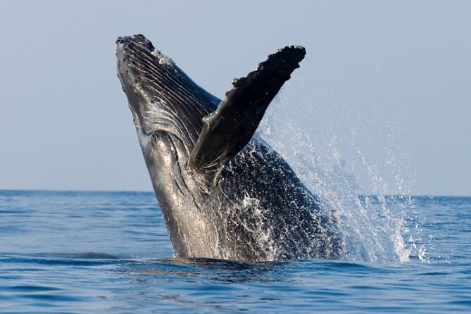 Whale Watching & Late Breakfast Cruise in Honolulu - Final Thoughts: Is it Worth It?