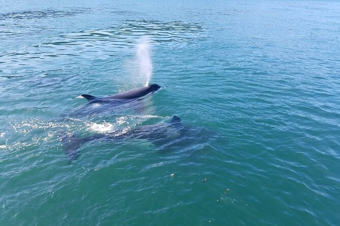 Whale Watching Tour from Anacortes - Diversity of Wildlife and Scenery