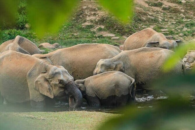 Wild Elephant Anakulam & Waterfalls Tour(munnar valley Trekking) - Key Points
