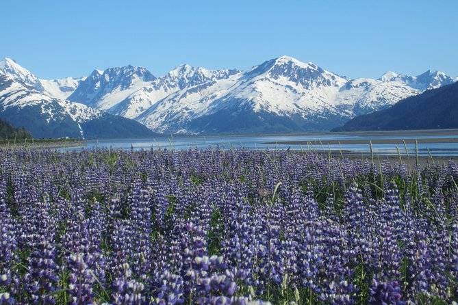 Wildlife and Glaciers with a walk in the Rainforest - What the Guides Do Well