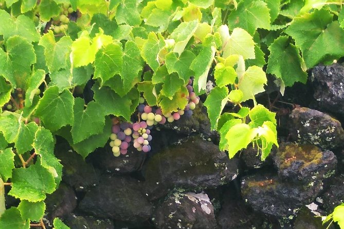 Wine & Food Tour - Scenic Landscapes and Relaxation