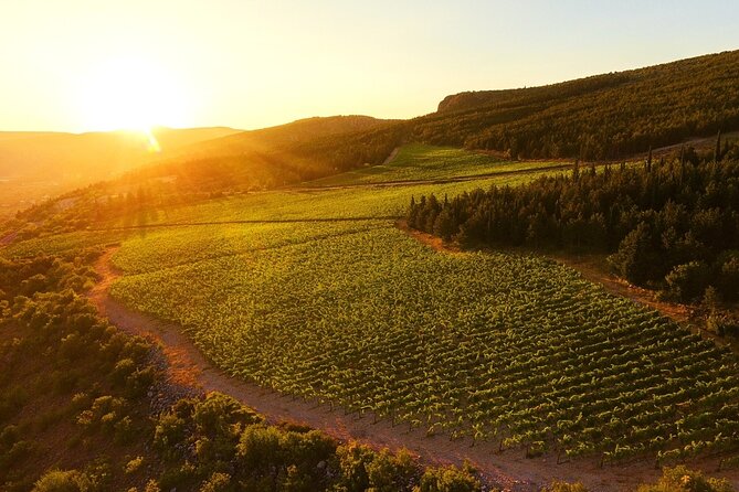 Wine Tasting Grabovac Tour From Makarska - Highlights of the Grabovac Winery Experience