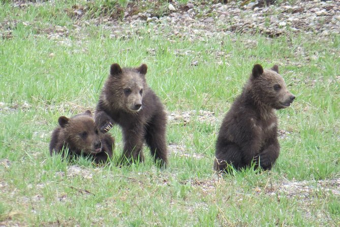 Yellowstone National Park - Full-Day Lower Loop Tour from West Yellowstone - A Closer Look at the Itinerary