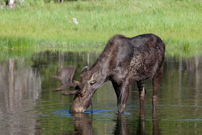 Yellowstone Wildlife Safari From Bozeman - Private Tour - Inclusions and What to Expect