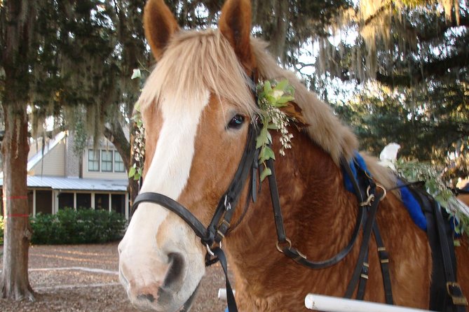 #1 Historical Horse Drawn Carriage Tour - Who Should Take This Tour?