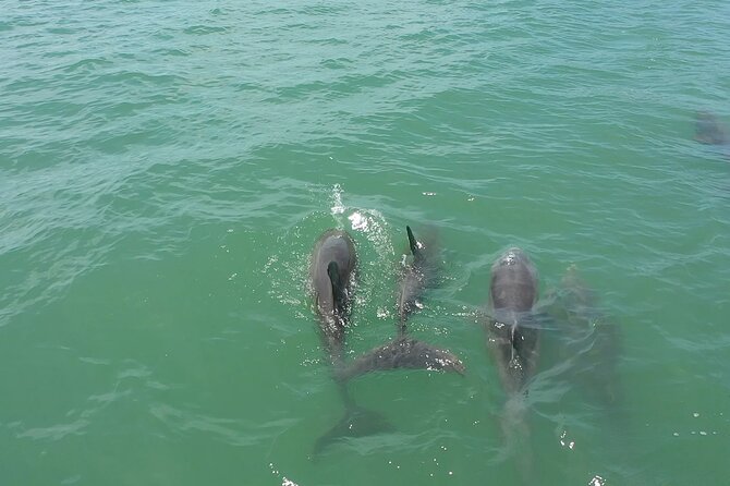 1-hour Dolphin Sightseeing Adventure Cruise from Madeira Beach - FAQ – Your Practical Questions Answered