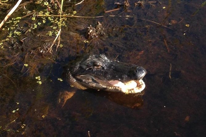1-Hour Evening Airboat Ride - Customer Reviews and Feedback