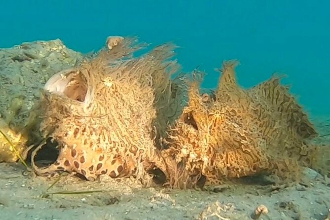 2 ½ - Hour Guided Snorkel Tour of Phil Foster Park, Free Videos! - The highlight: an authentic glimpse into Florida’s underwater world