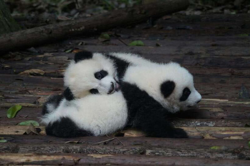 2-Day Chengdu & Mount Qingcheng Heritage Tour - Deep Dive Into the Itinerary