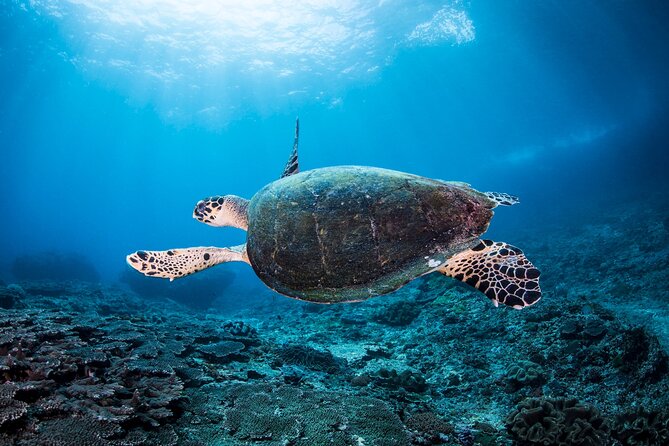 2 Days & 1 Night - 2 Dives in Lembongan/Penida (for certified divers) - Practical Details: What You Need to Know
