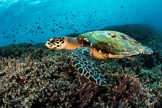 2 Days Discover Scuba Diving in Nusa Lembongan - Scuba Initiation - Authentic Experiences and Real Stories