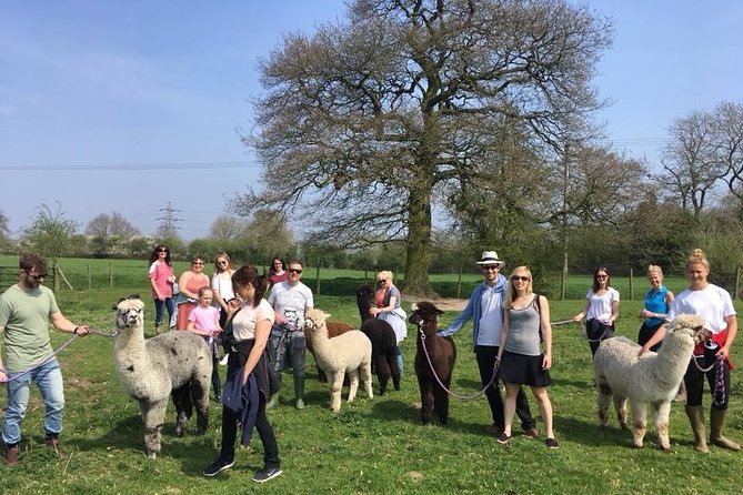 2-Hour Alpaca Farm Experience in Kenilworth - Accessibility and Participation