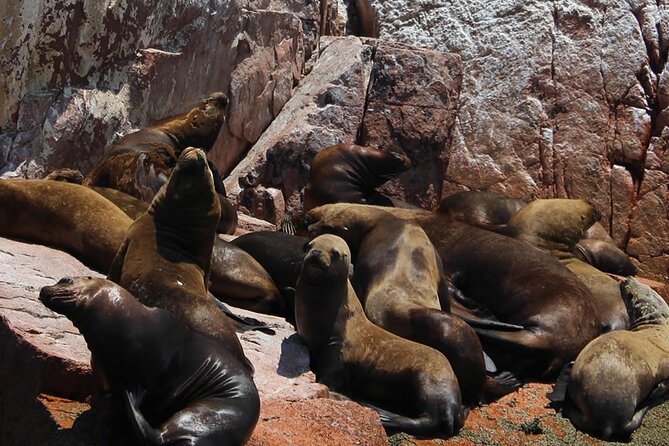 2-Hour Tour to the Ballestas Islands From Puerto San Martín - Traveler Insights
