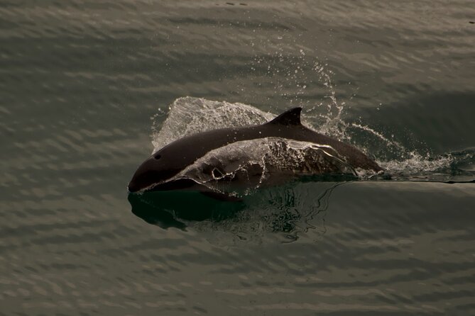 3-Hour Sea Kayak Tour in the San Juan Islands - Whats Included in Your Kayak Experience