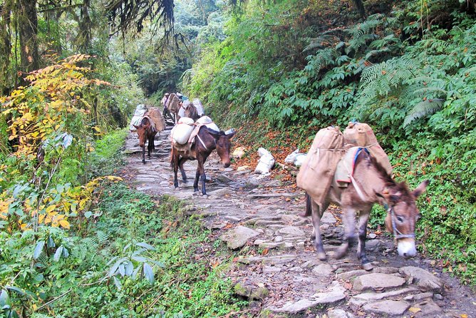 4-Day Private Poon Hill Trekking Tour - Authenticity and Guide Experience