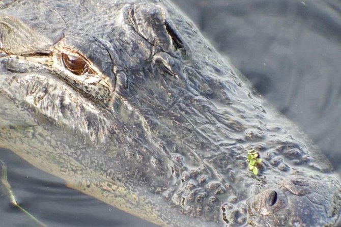 4-Hour Swamp Buggy Adventure Tour in Florida - Meeting and Pickup Details
