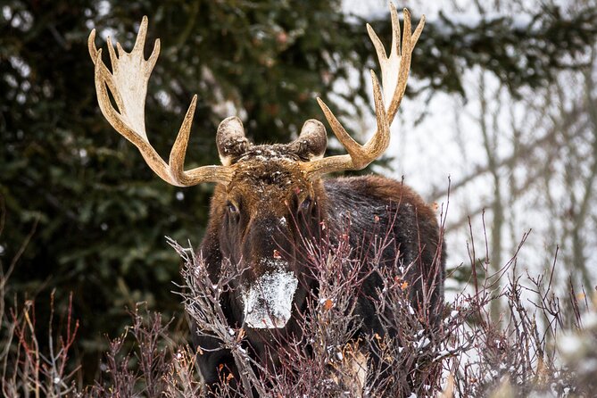 8 Hour Combination Snowshoe & Wildlife Viewing in Grand Teton National Park - Final Thoughts