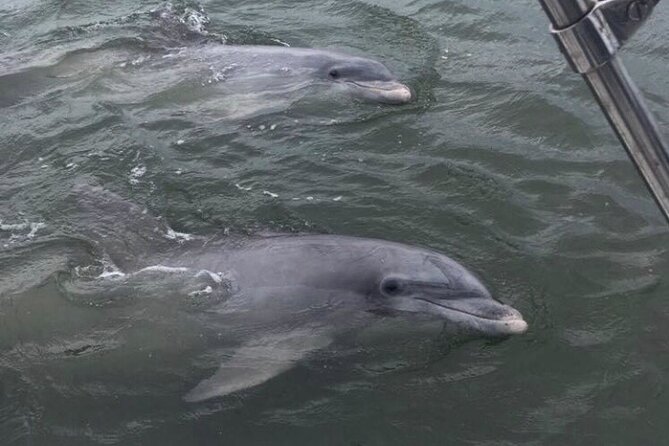 90-Minute Private Dolphin Tour in Hilton Head Island - FAQ