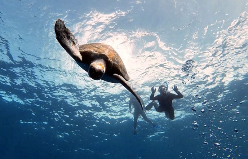 Abades: Tenerife Turtles and Rays Snorkeling Trip - The Practical Details