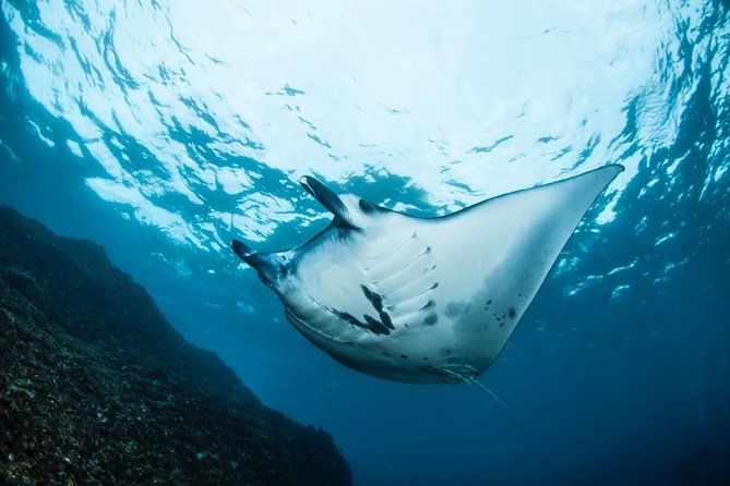 Advanced Open Water Course - Advanced Certification in Lembongan (next to Bali) - Practical Details