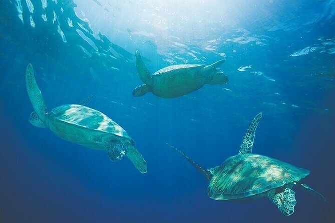 Afternoon Hawaiian Green Sea Turtle and Dolphin Snorkel and Sail - Snorkeling Adventure