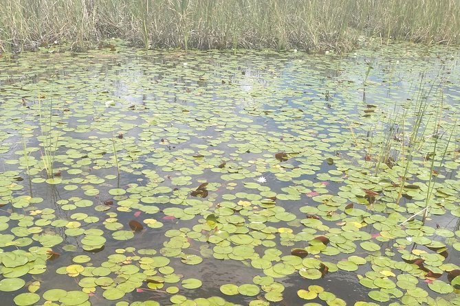Air Boat Tour of Palm Beach in The Swamp Monster - Reviews and Feedback
