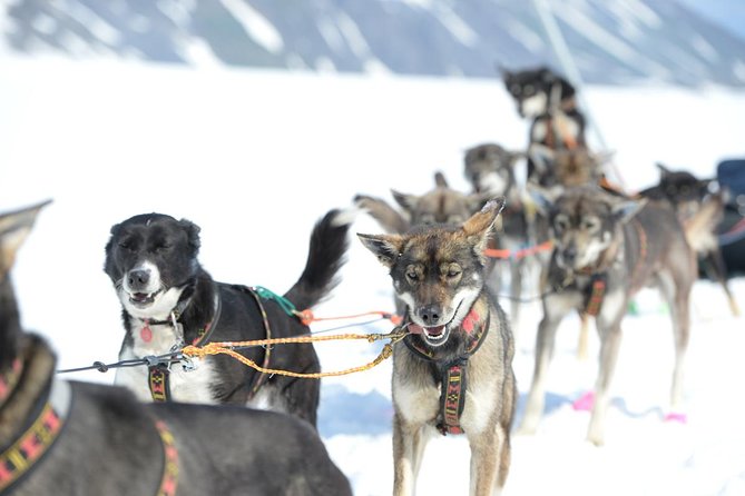 Alaska Helicopter and Glacier Dogsled Tour - ANCHORAGE AREA - Who Should Consider This Tour?