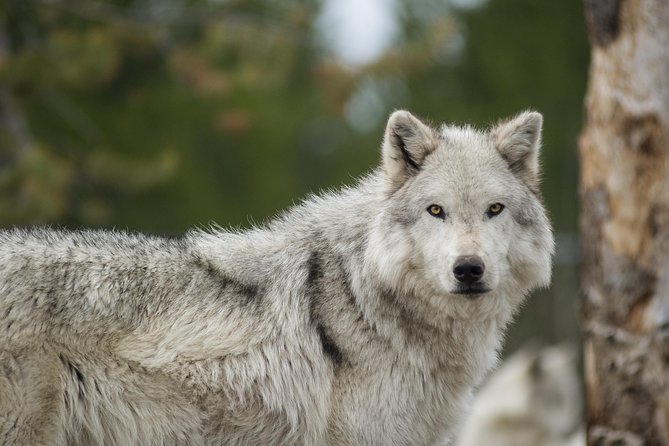 Alaska Wildlife Tour - Guest Reviews