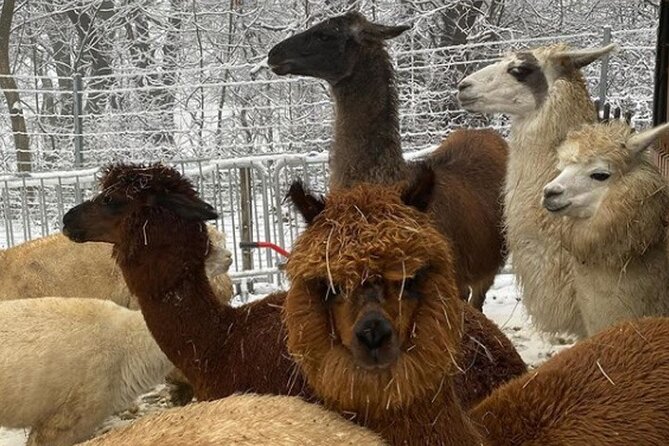 Alpaca and Llama Hike Moedling Near Vienna - Exploring the Stunning Scenery