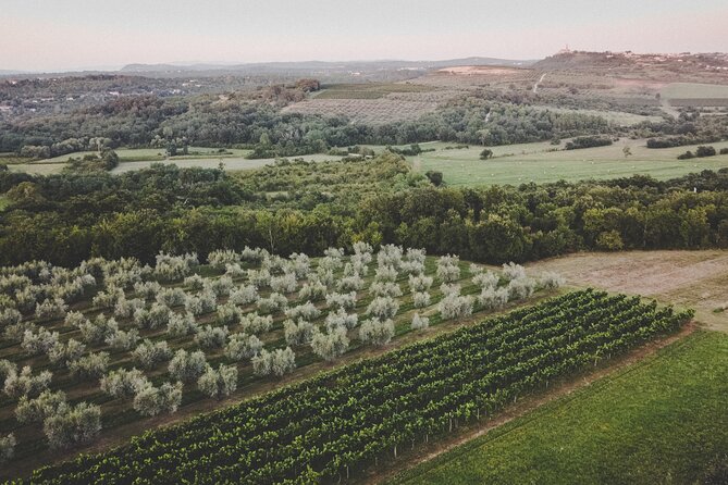 An Authentic Istrian Olive Oil, Wine & Local Food Experience Near Umag - Istrian Cuisine and Flavors