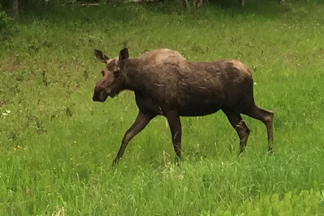 Anchorage City Tour w/ Taste of Wild Smoked Salmon & Reindeer Sausage - Frequently Asked Questions