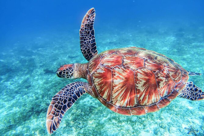 Aphrodite I Cruises Trip to Blue Lagoon & Turtle Cove - Experience Highlights and Activities