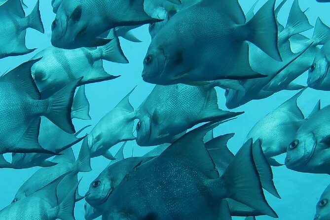 Atlantic Ocean Snorkeling Experience - Summary