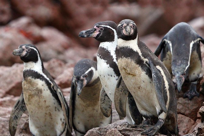 Ballestas Islands and Paracas Reserve From San Martin Port - Health and Safety Information