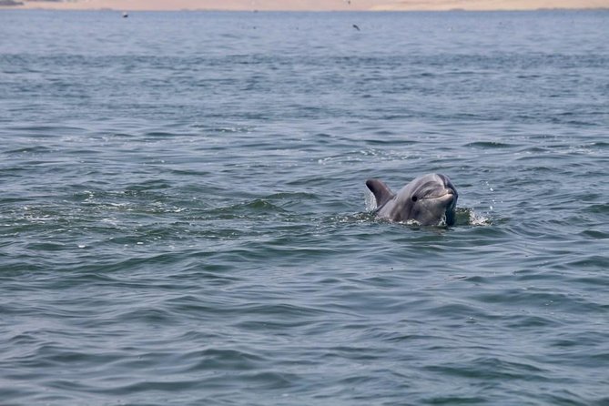 Ballestas Islands Group Tour From San Martin Port - Meeting and Pickup Details