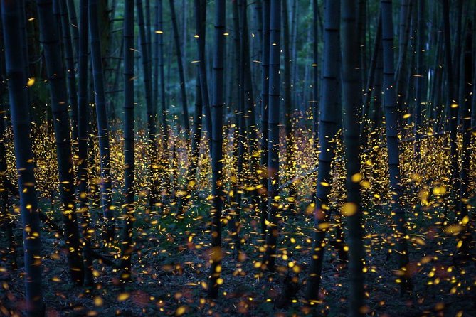 Bamboo Bicycle Tour in twilight: watch dancing Fireflies in Bangkok - Practical Details and What to Expect