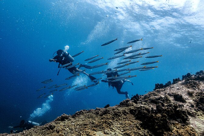 Basic Diver ( One Day Experience) - What to Expect: Underwater, and on Land