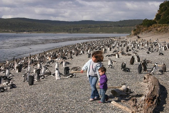 Beagle Channel to Martillo Island and Walk Among Penguins - Walking Among the Penguins