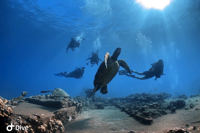Beginner Scuba Dive in Lahaina: Swimming Required - The Marine Life and Underwater Environment
